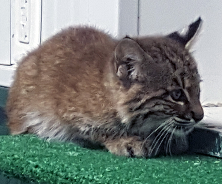 Home Page [hoohaven.org]